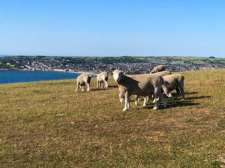 Studland to Old Harry Rocks Walk - Dorset Walks