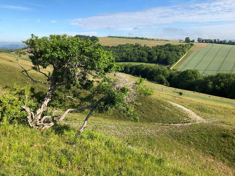 Hod Hill walk near Blandford Forum- easy 1.5 miles - Dorset Walks