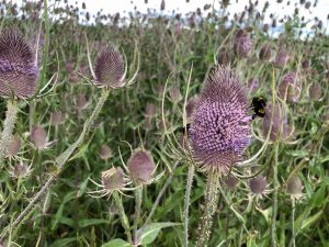 Stanpit Marsh Circular Walk - Christchurch - Dorset Walks