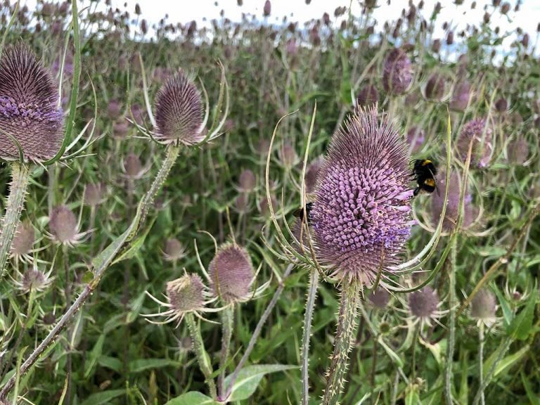 Stanpit Marsh Circular Walk - Christchurch - Dorset Walks