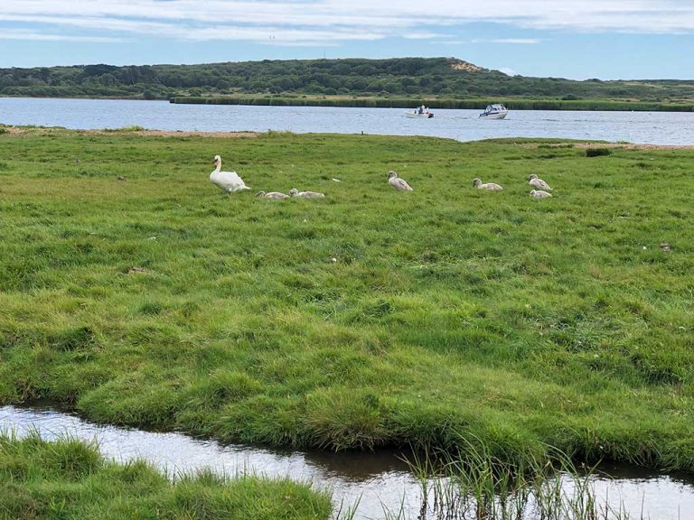 Stanpit Marsh Circular Walk - Christchurch - Dorset Walks