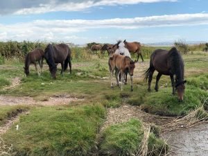 Stanpit Marsh Circular Walk - Christchurch - Dorset Walks