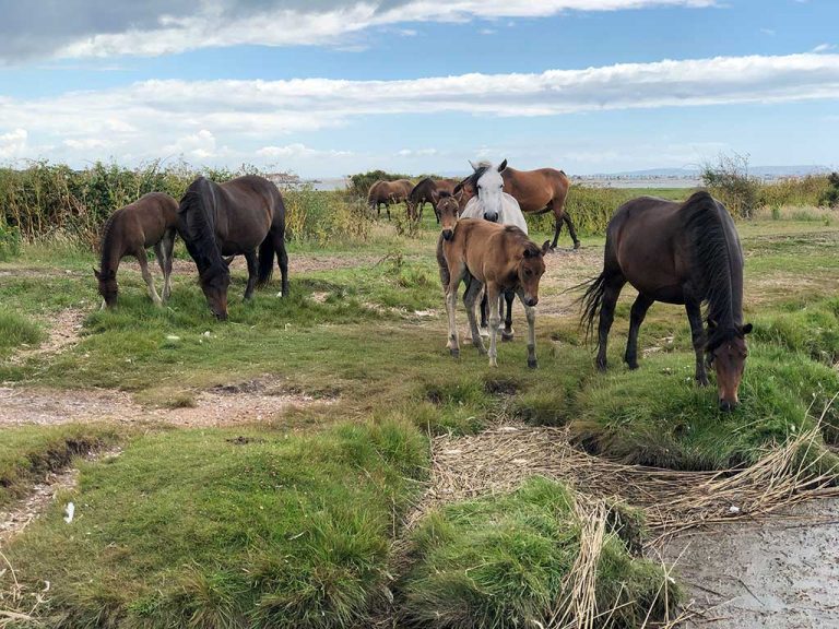 Stanpit Marsh Circular Walk - Christchurch - Dorset Walks