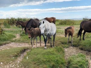 Stanpit Marsh Circular Walk - Christchurch - Dorset Walks
