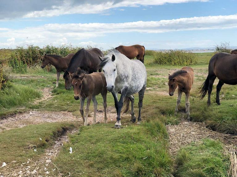 Stanpit Marsh Circular Walk - Christchurch - Dorset Walks