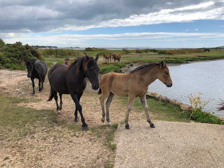 Stanpit Marsh Circular Walk - Christchurch - Dorset Walks