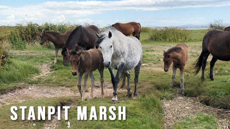 Stanpit Marsh Circular Walk - Christchurch - Dorset Walks