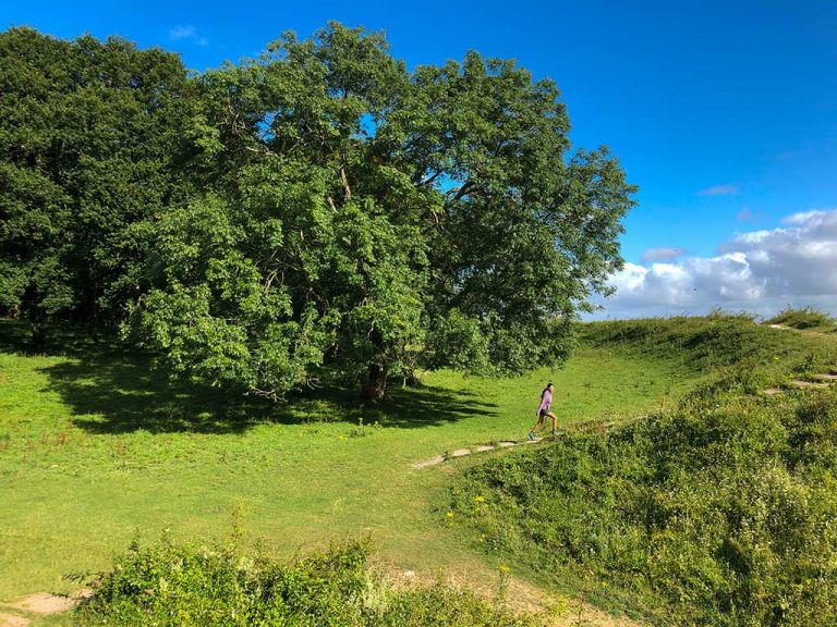 Badbury Rings Hill Fort - Dorset Walks