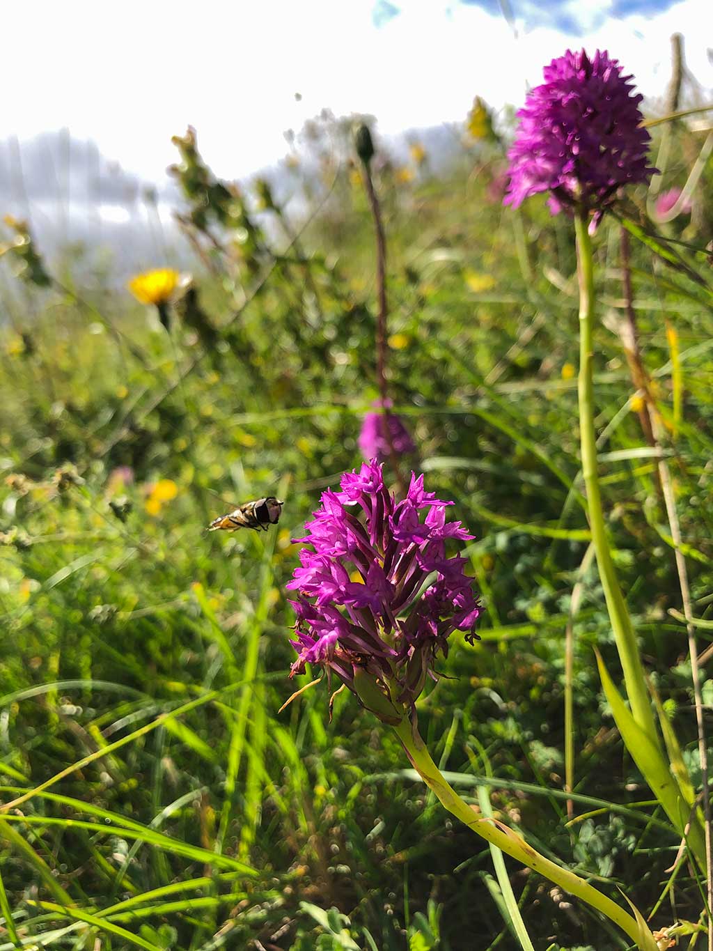 Badbury Rings Hill Fort - Dorset Walks