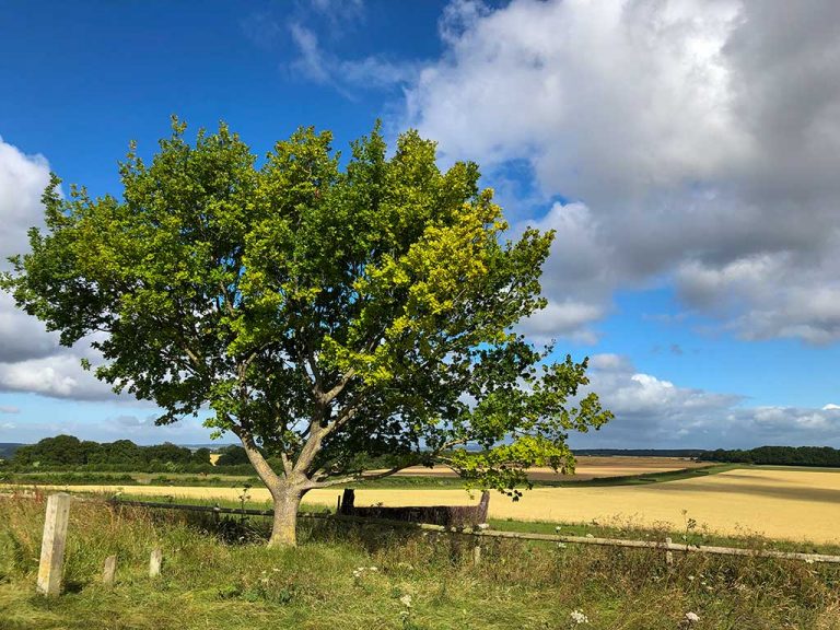 Badbury Rings Hill Fort - Dorset Walks