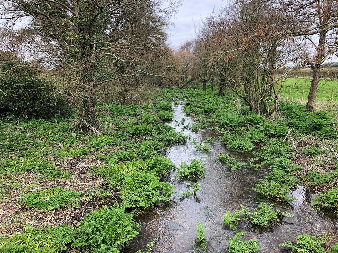 Cranborne Estate Walk - Dorset Walks