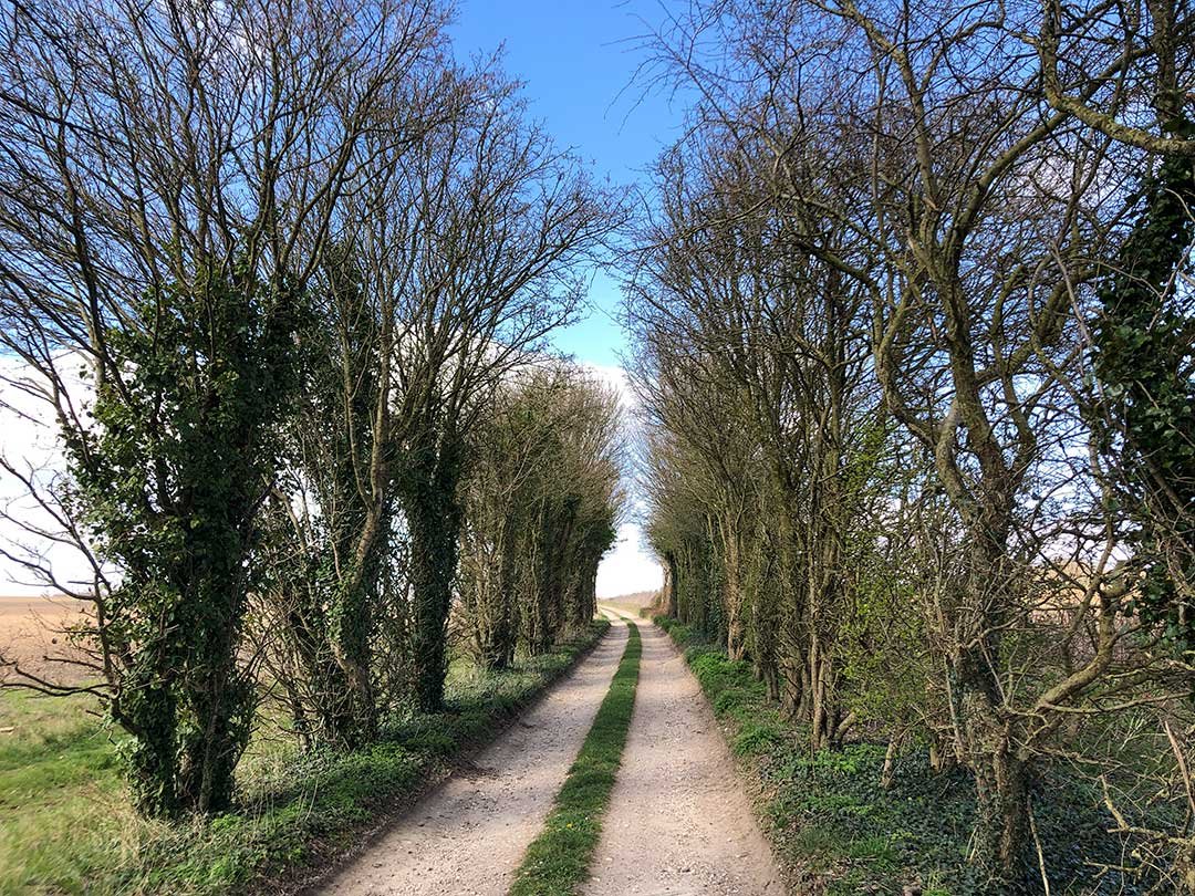 Cranborne Estate Walk - Dorset Walks