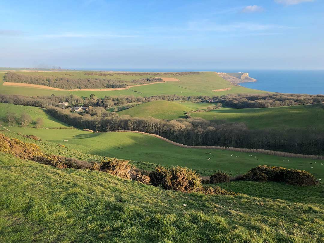 Swyre Head Walk (2 miles easy) - Purbeck - Dorset Walks