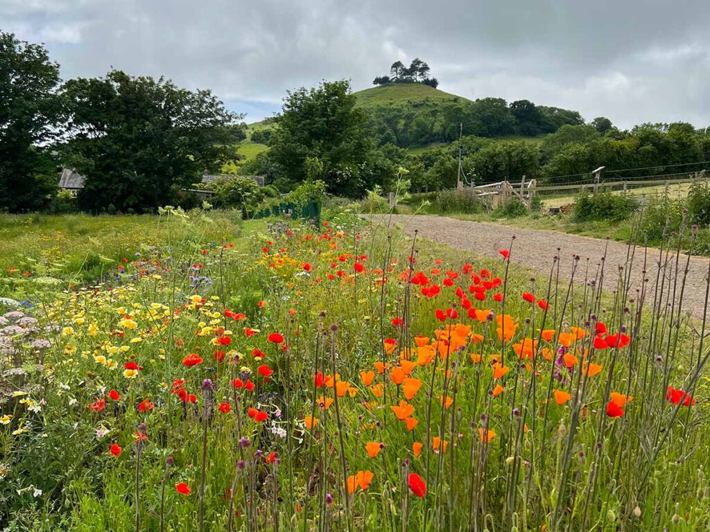 Colmers Hill Walk - Dorset Walks