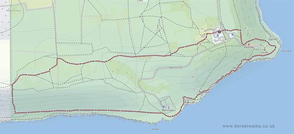 Dorset Coast Flowers - Dorset Walks